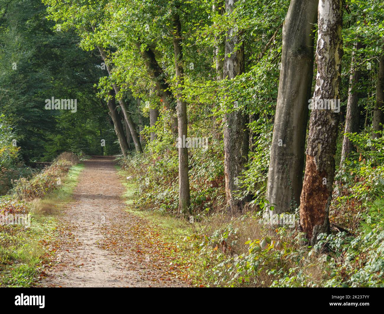 hiking at the berkel river in germany Stock Photo - Alamy
