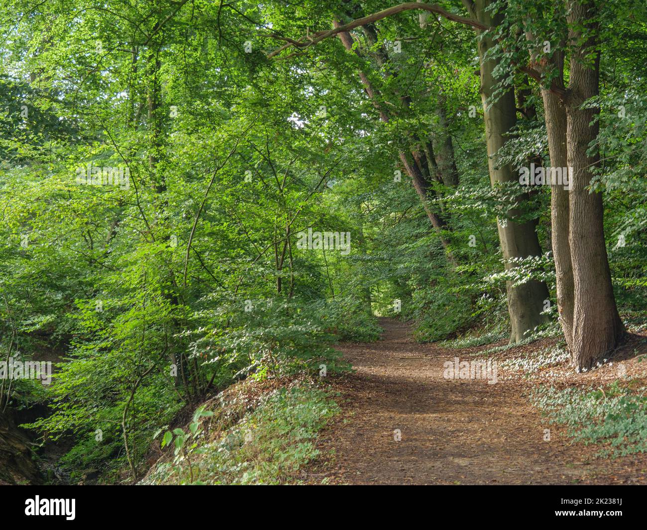 hiking at the berkel river in germany Stock Photo - Alamy