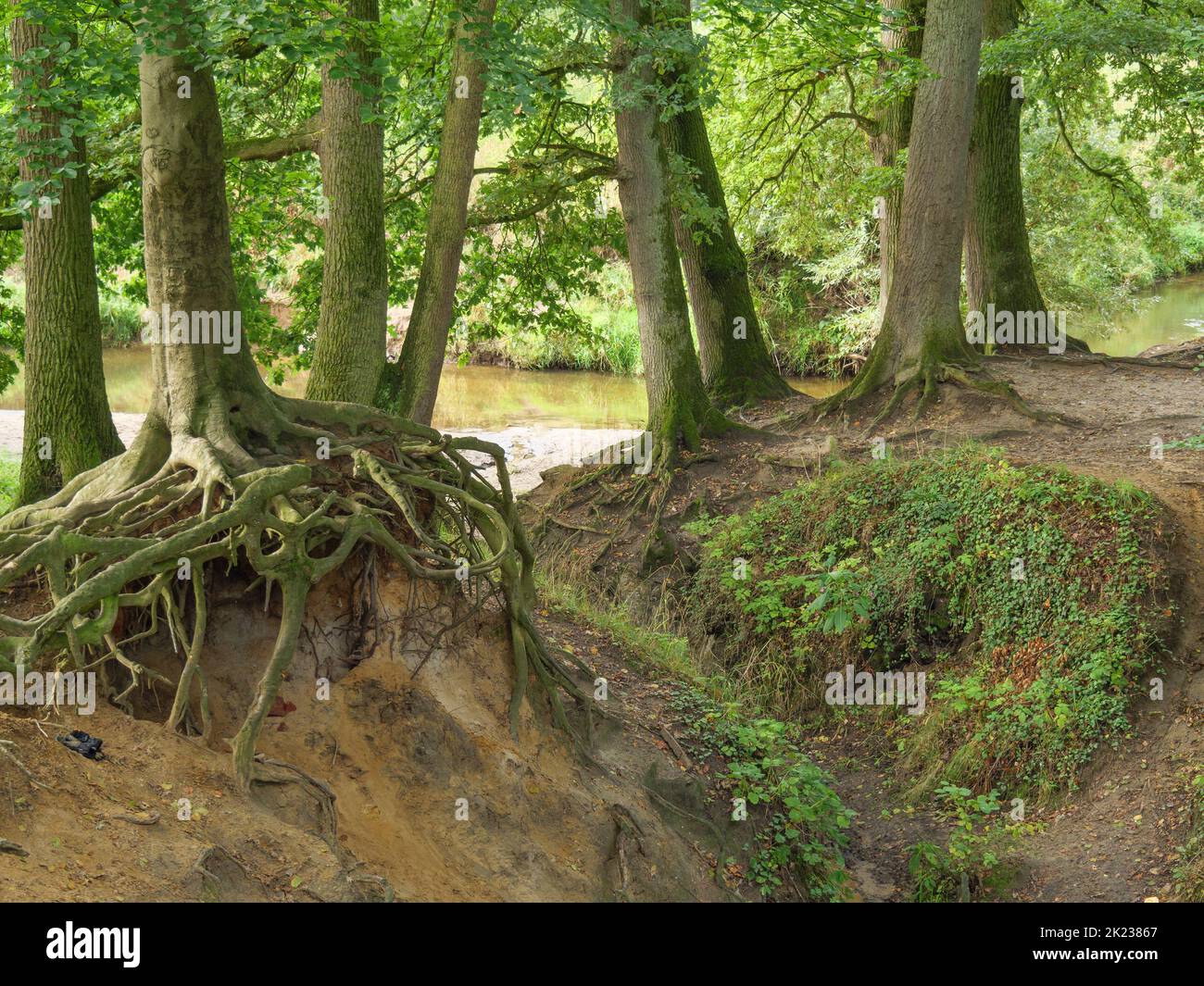 hiking at the berkel river in germany Stock Photo - Alamy