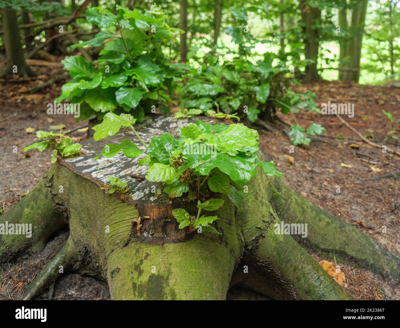hiking at the berkel river in germany Stock Photo - Alamy