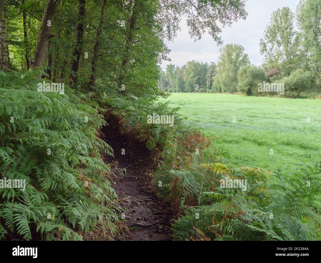 hiking at the berkel river in germany Stock Photo - Alamy