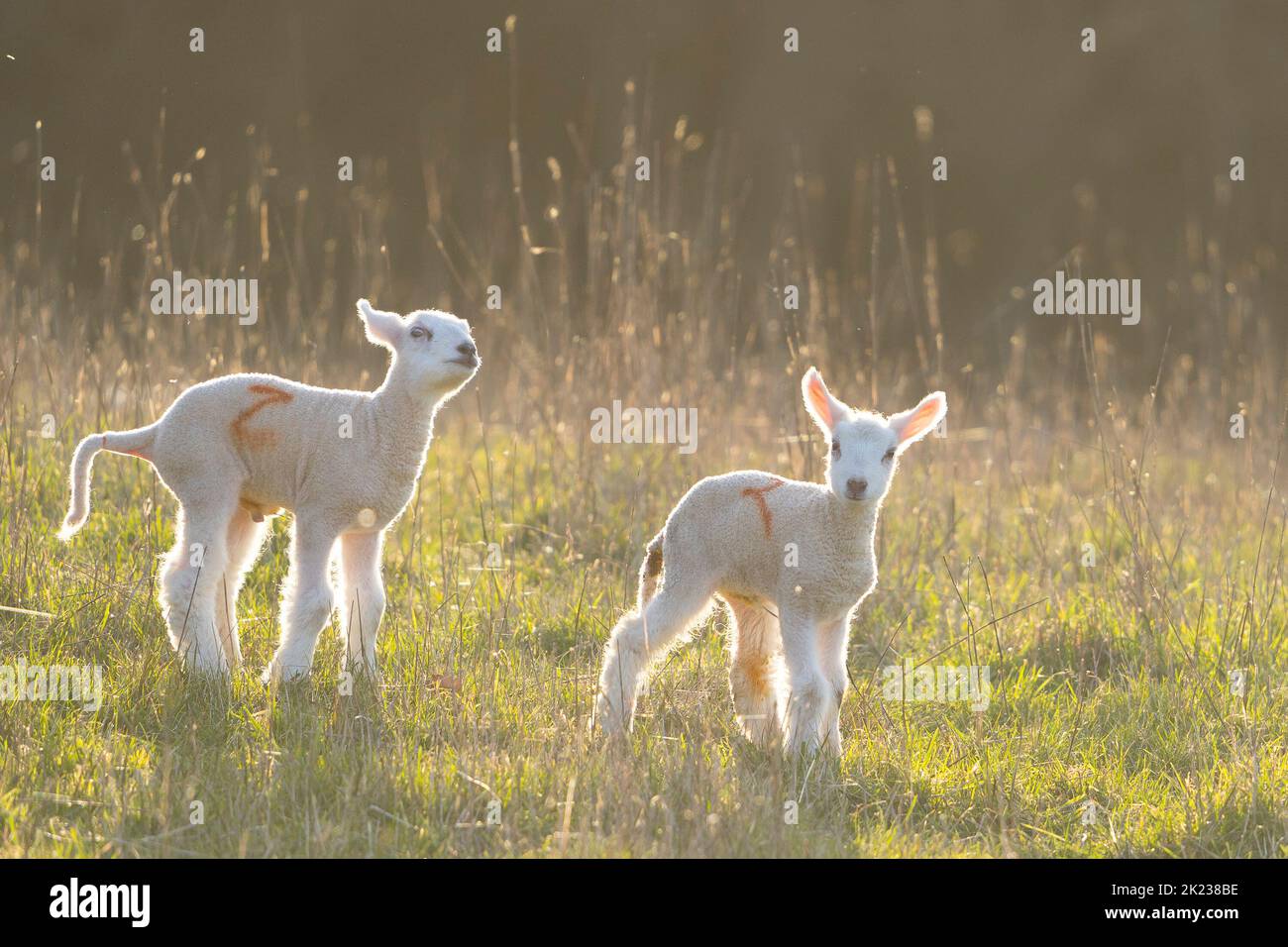 Two newborn spring lambs outdoors on a very bright sunny morning Stock ...