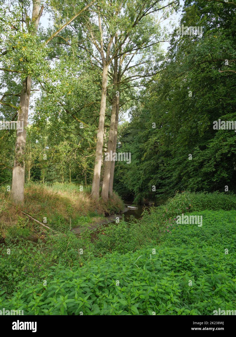 hiking at the berkel river in germany Stock Photo - Alamy