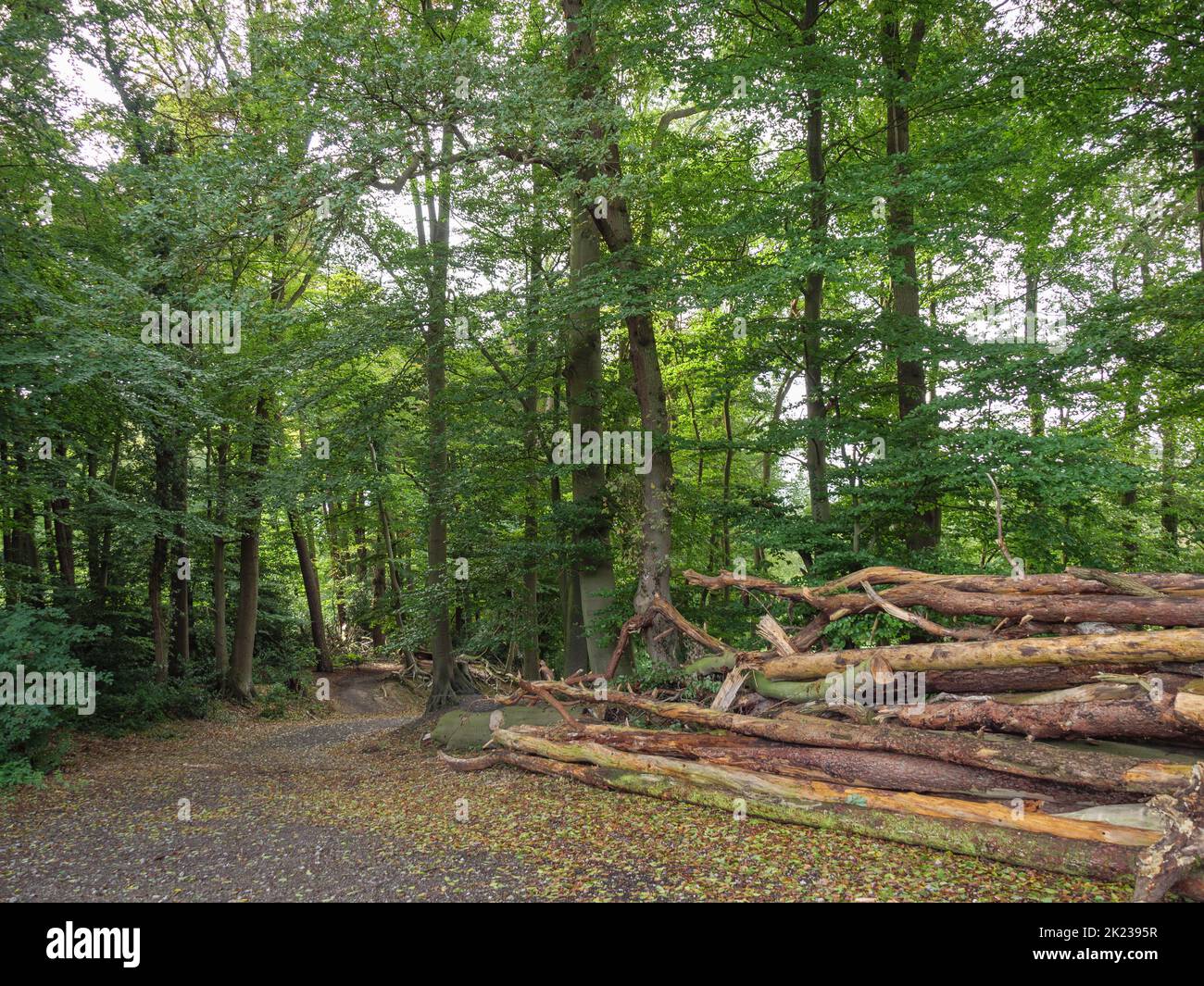 hiking at the berkel river in germany Stock Photo - Alamy