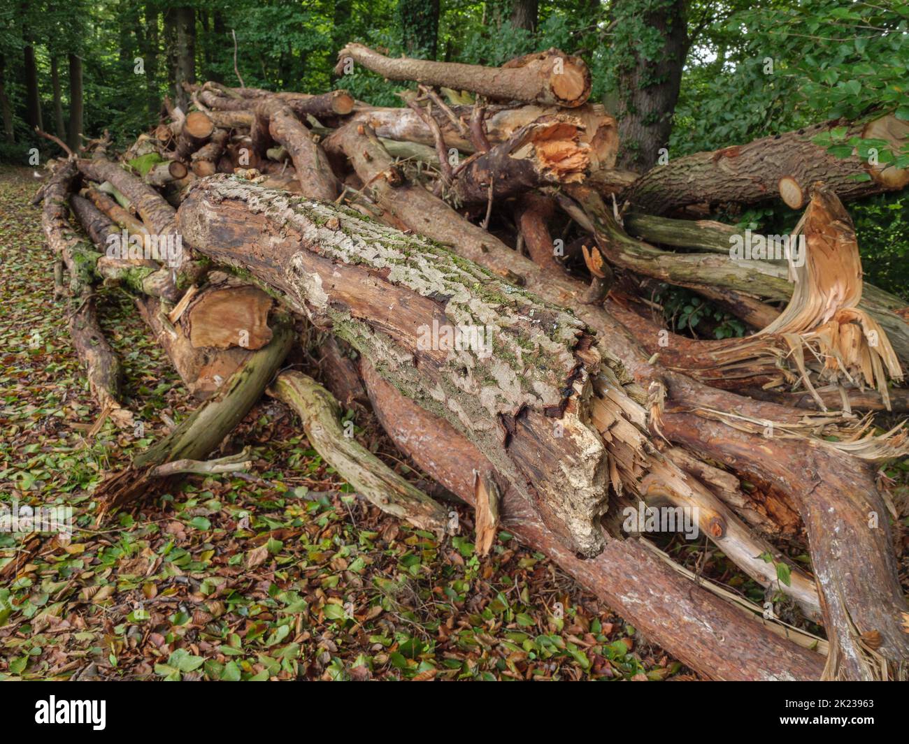 hiking at the berkel river in germany Stock Photo - Alamy