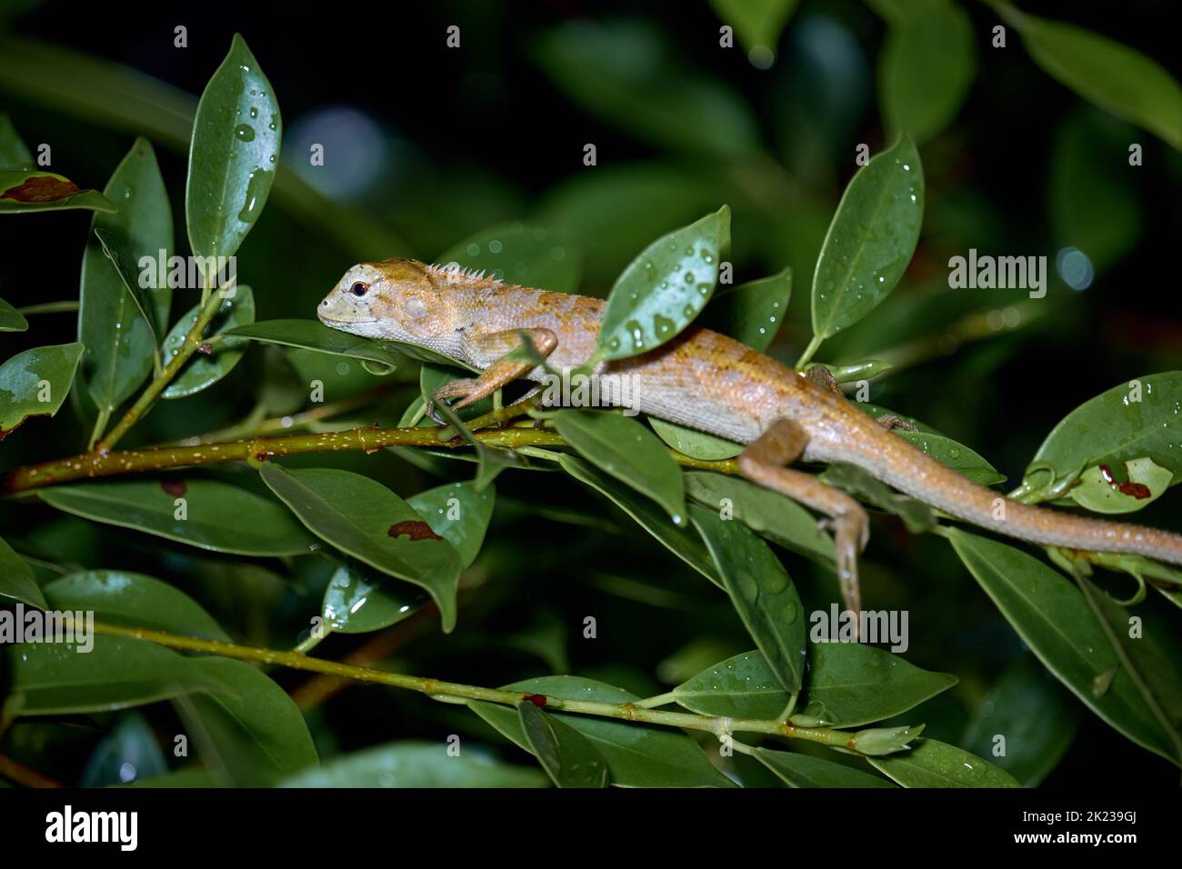 Brown headed lizard chameleon in Thailand looking into lens. Red headed ...