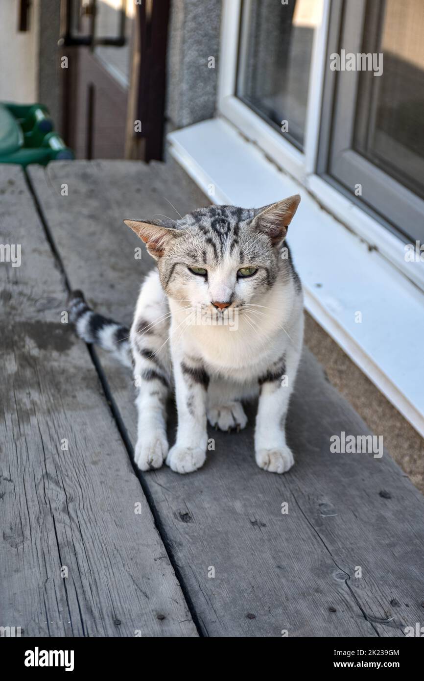 Country cat hi-res stock photography and images - Alamy