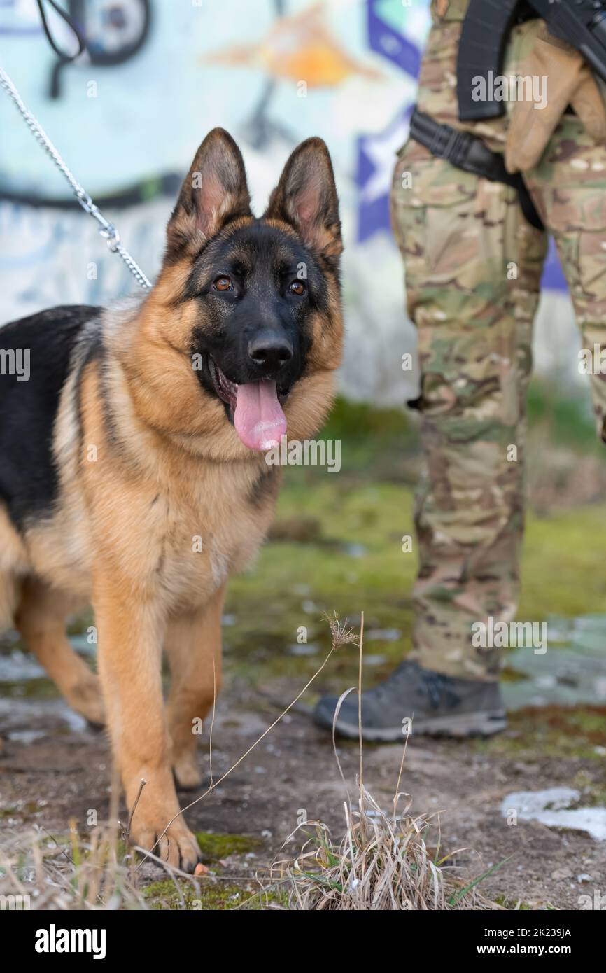 military working dog in action on the battlefield Stock Photo - Alamy