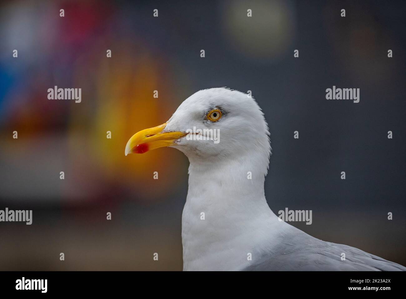 A seagull perched amid the lights and colours of The Whitby Regatta ...