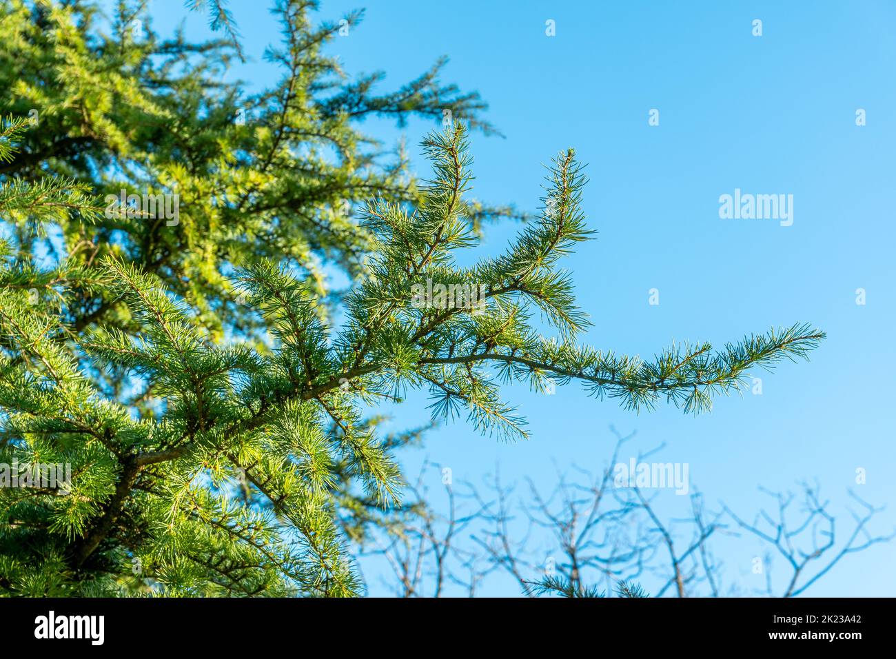 The branch of the Atlas Cedar Stock Photo - Alamy