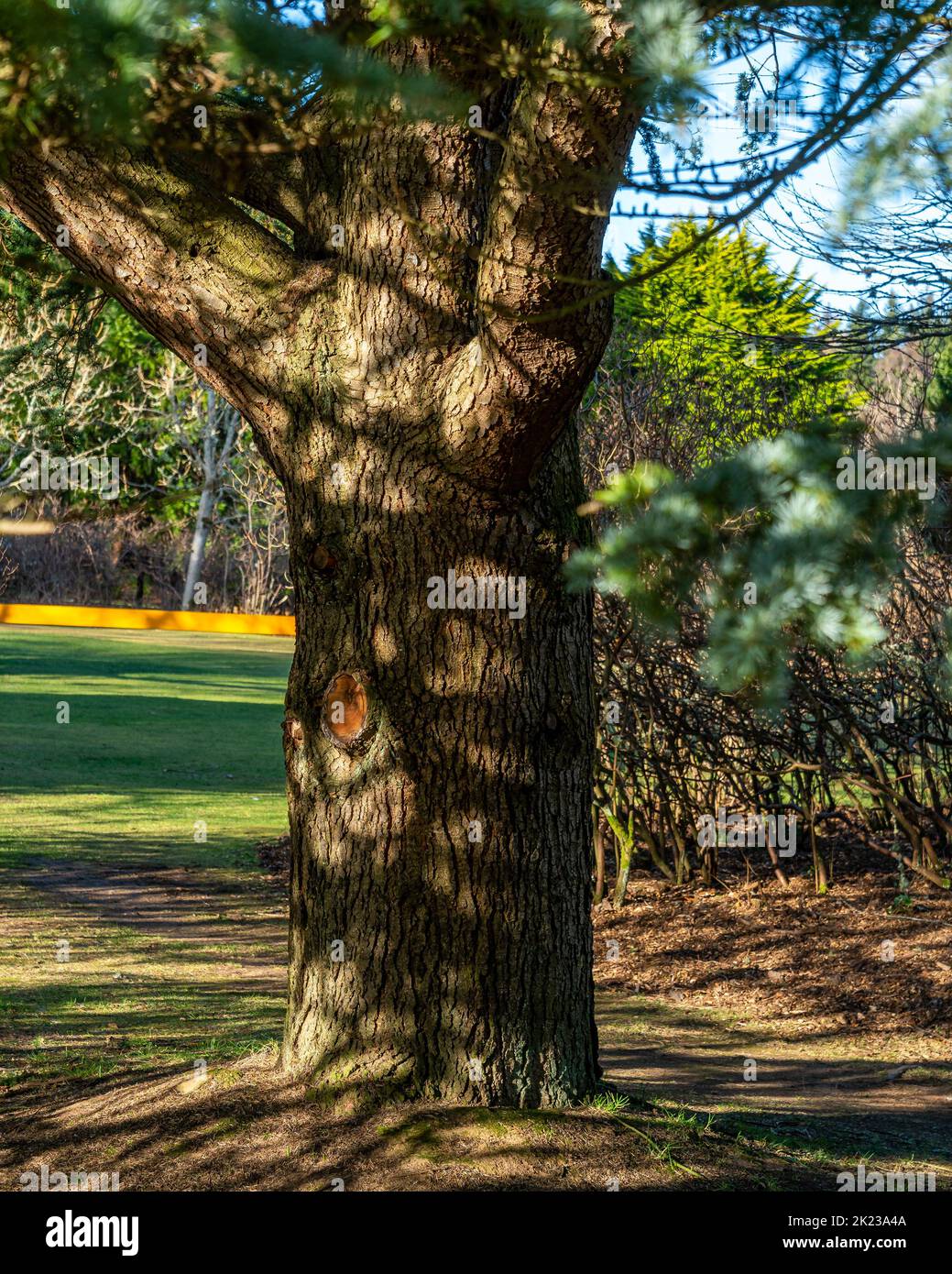 The trunk of the garden form of the Atlas Cedar Stock Photo - Alamy