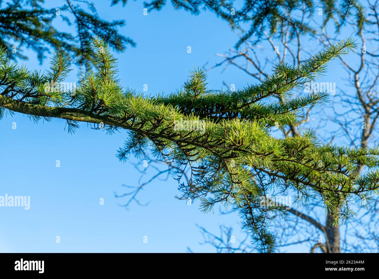 The branch of the Atlas Cedar Stock Photo - Alamy