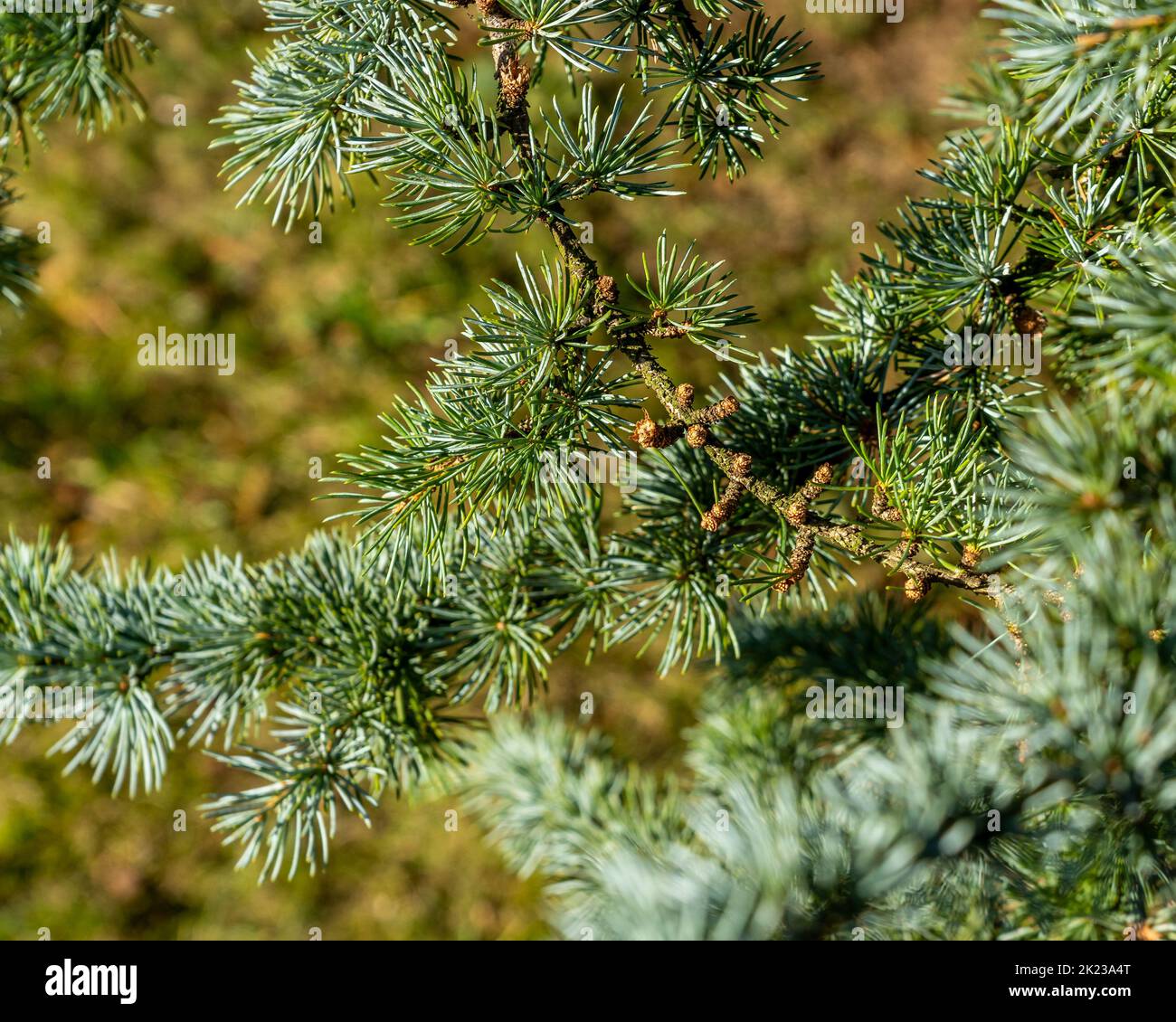 The branch of the garden form of the Atlas Cedar Stock Photo - Alamy