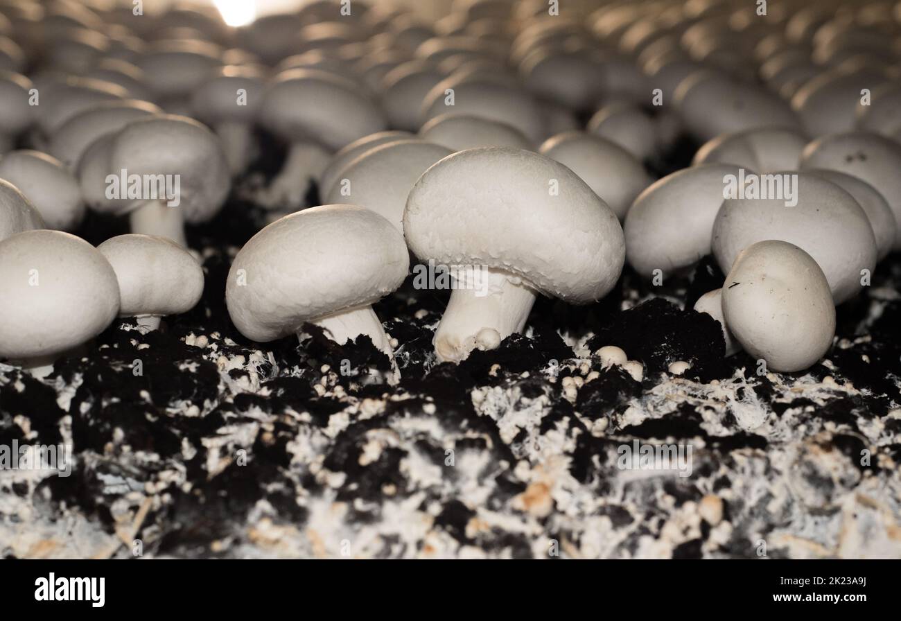 Selective focus of White button mushroom (Agaricus bisporus) on the ...