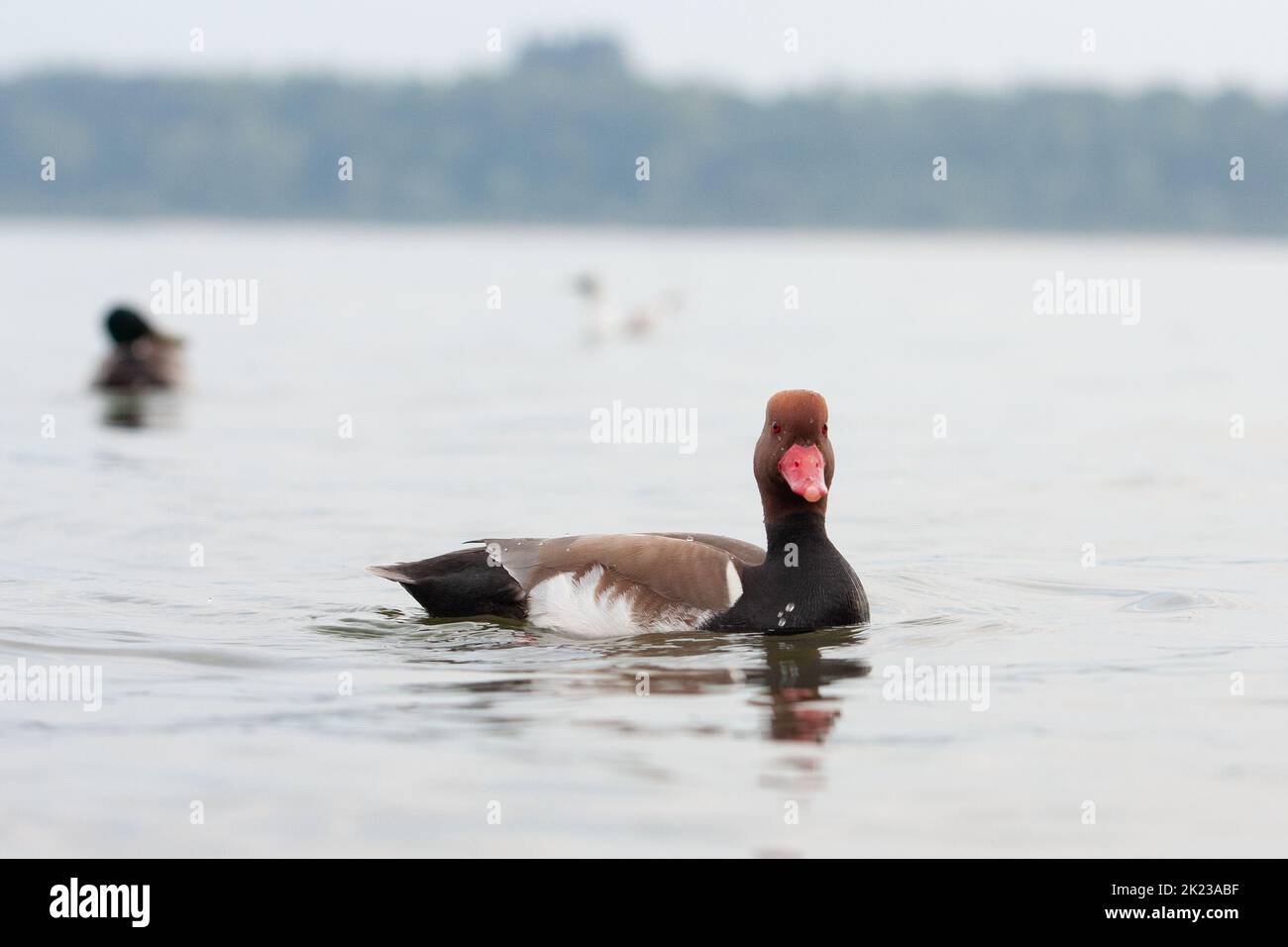 Rare red crested duck hi-res stock photography and images - Alamy