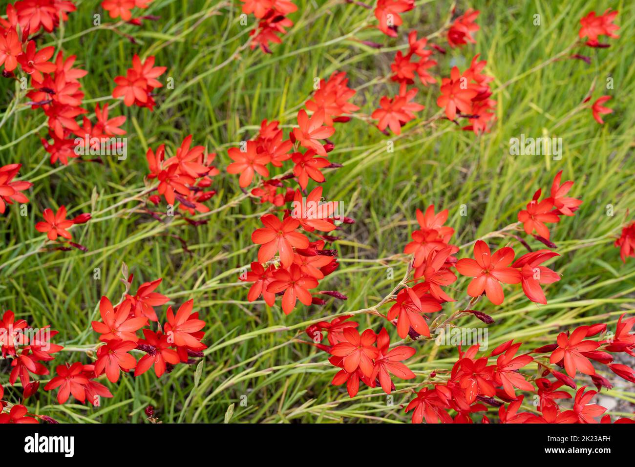 Crimson flag lily or Hesperantha coccinea, a perennial red flower ...