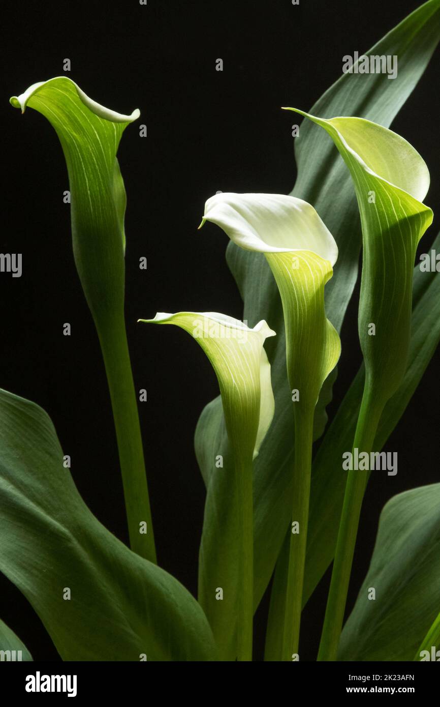 A beautiful white Peace Lily plant on a black background with four ...