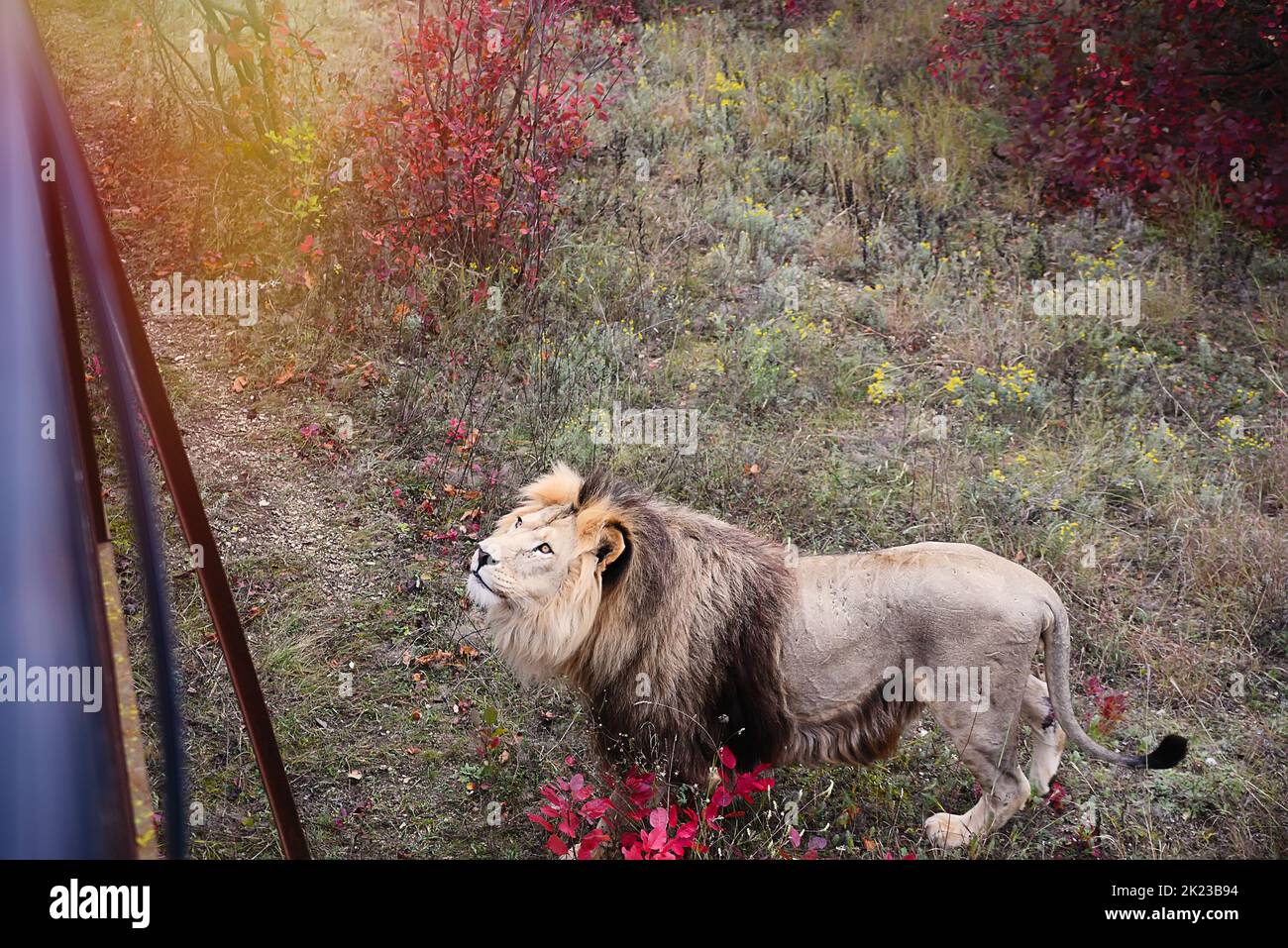 Single lion looking regal standing proudly on a outdoors in a protected ...