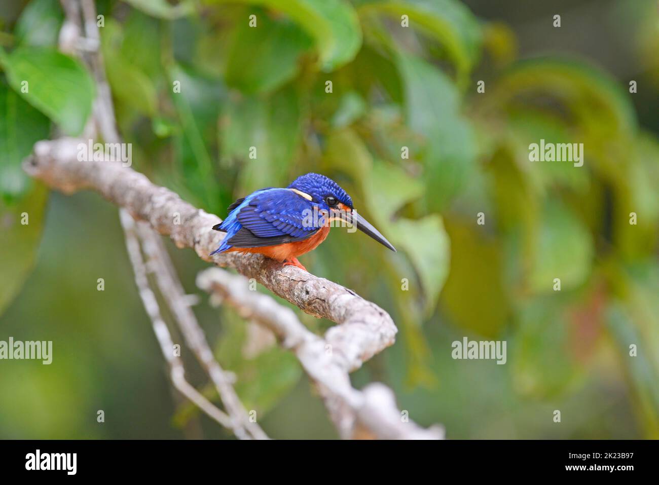 Blue-eared kingfisher (Alcedo meninting), also known as the deep blue ...