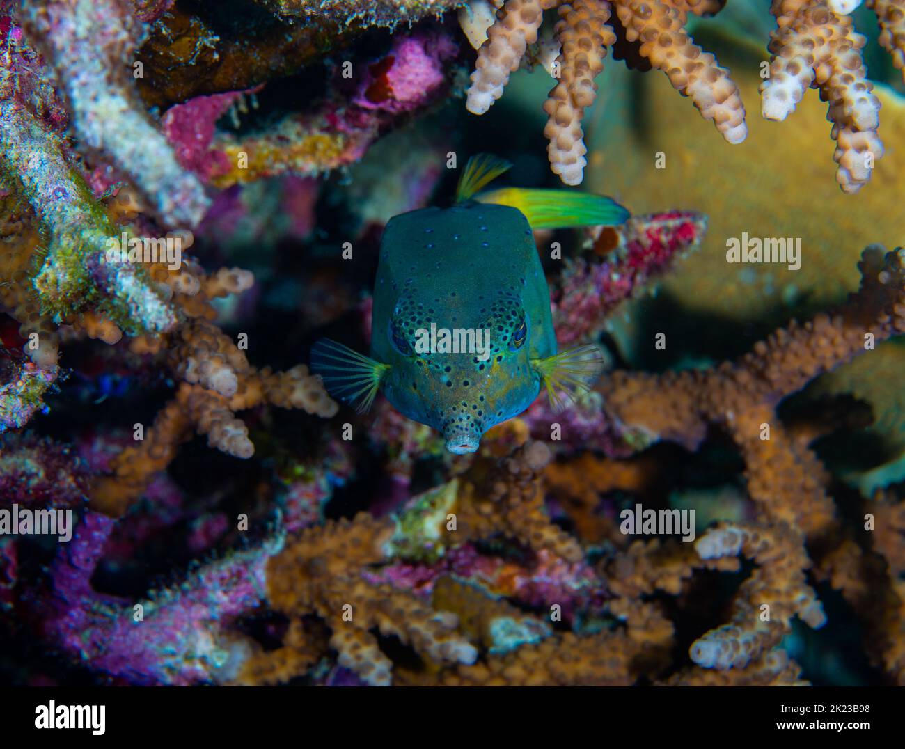 Singular fish hi-res stock photography and images - Alamy
