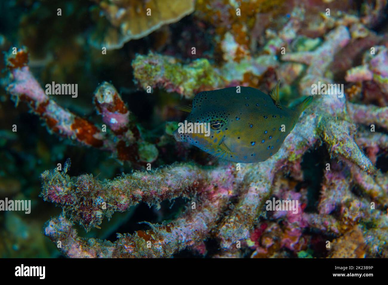 Front sideview of adult yellow - green boxfish looking swimming among ...