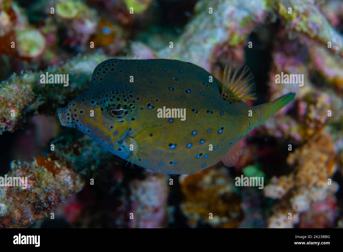 Close up side view of adult yellow - green boxfish swimming among the ...