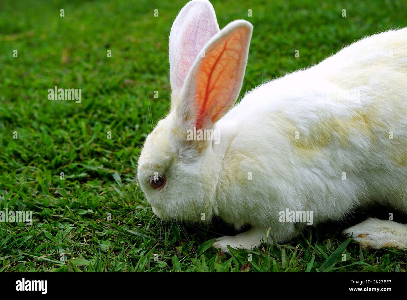 Prk hi-res stock photography and images - Alamy