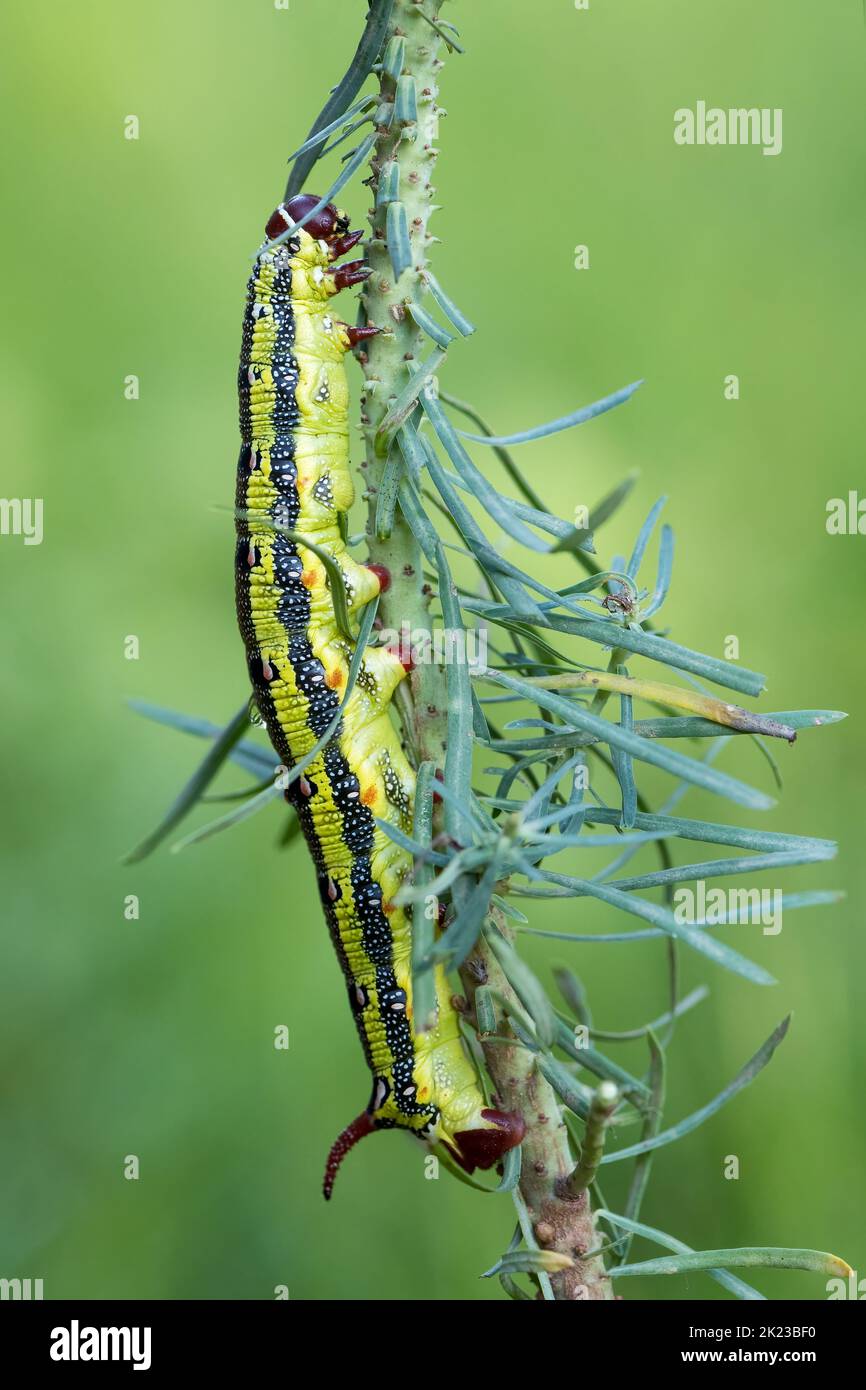 Barbary spurge hawk-moth caterpillar - Hyles tithymali, beautiful ...