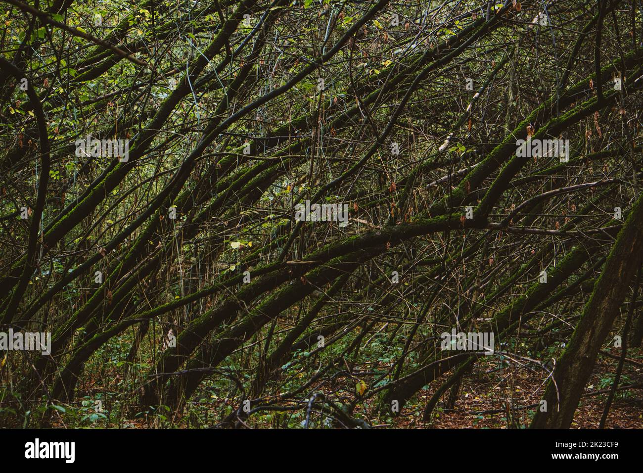 Mysterious dark forest with mossy trees. Dense thickets, gloomy ...