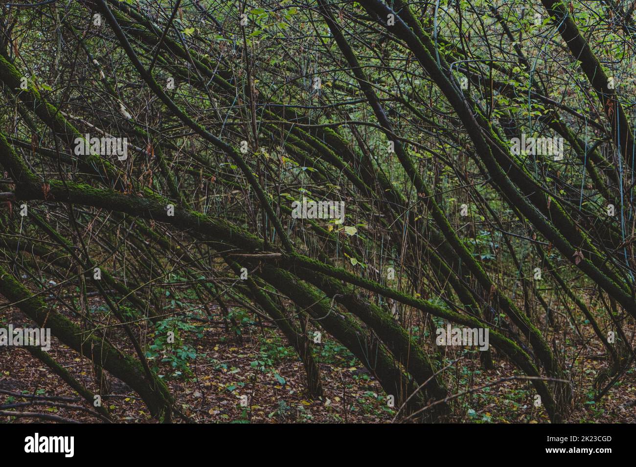 Mysterious dark forest with mossy trees. Dense thickets, gloomy ...