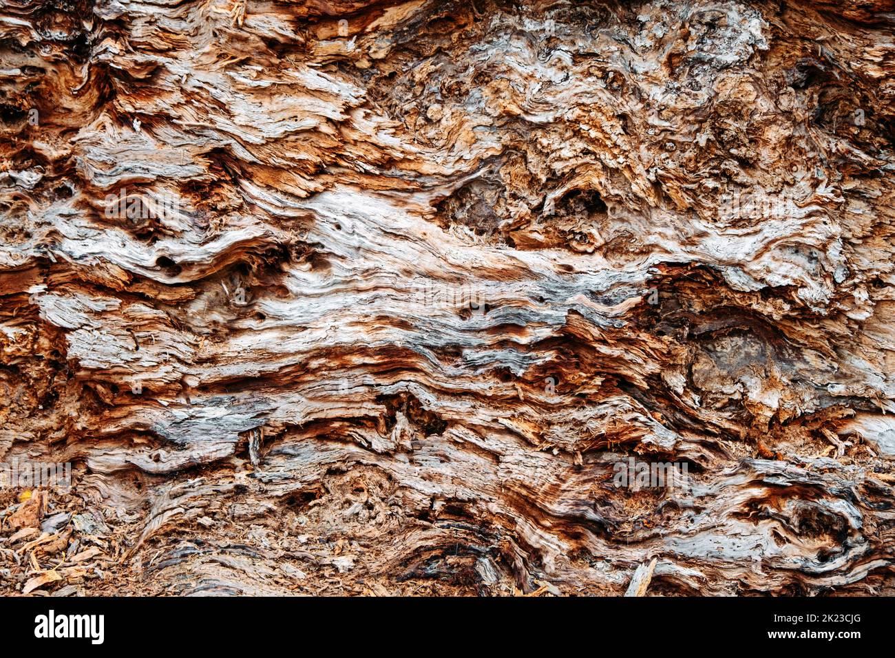 Tree Bark pattern texture background, Close Up of Bark Inner Tree Stump ...