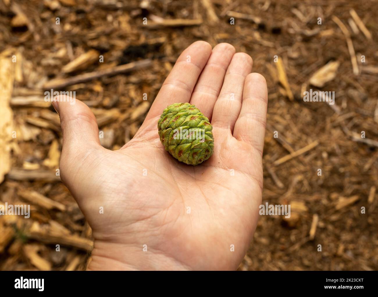 Green Sequoia Pine Cone In Left Hand in Yosemite National Park Stock ...