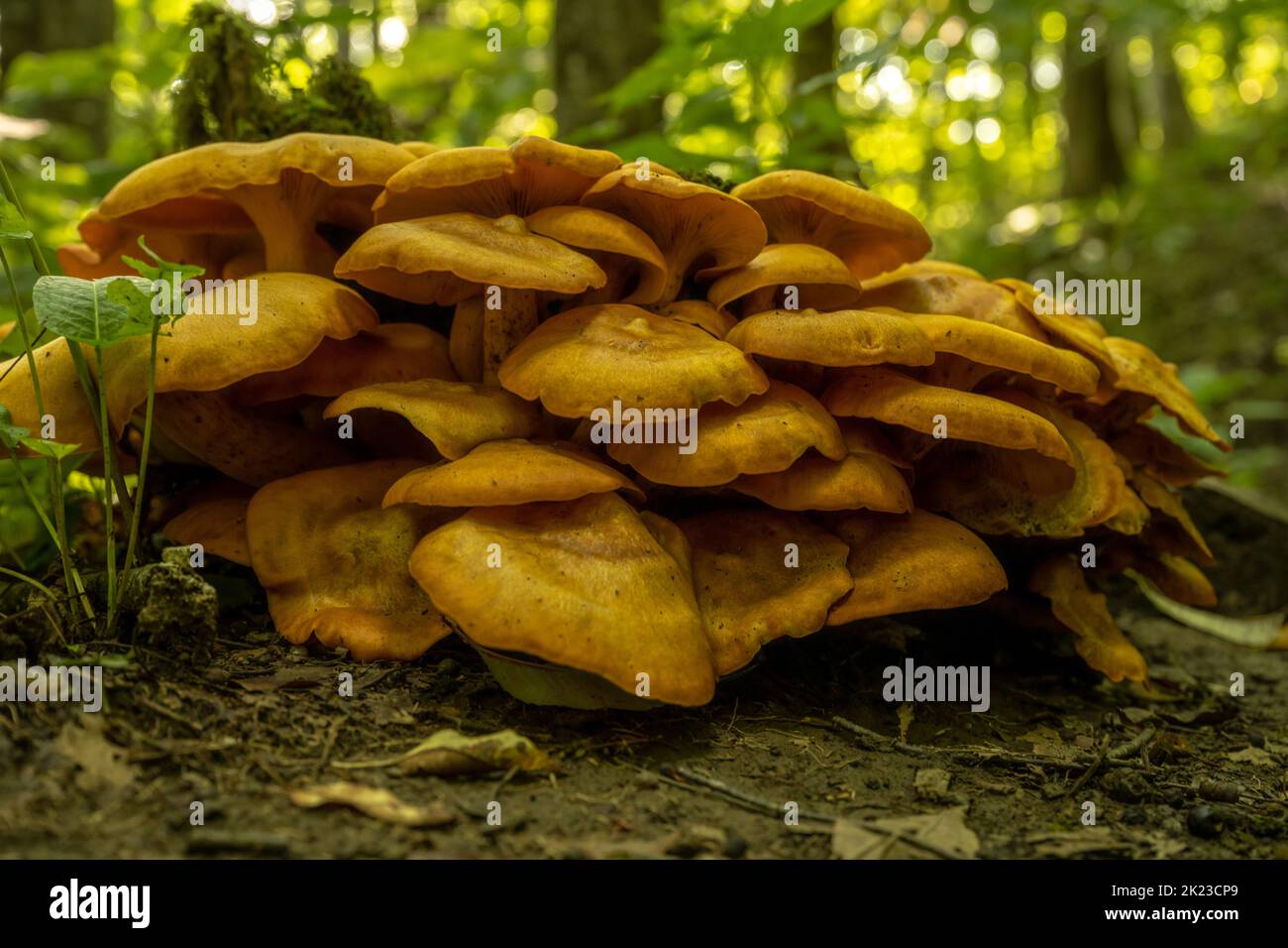 Group of Mushrooms Grows In Compact Pile Alongside Trail in Great Smoky ...