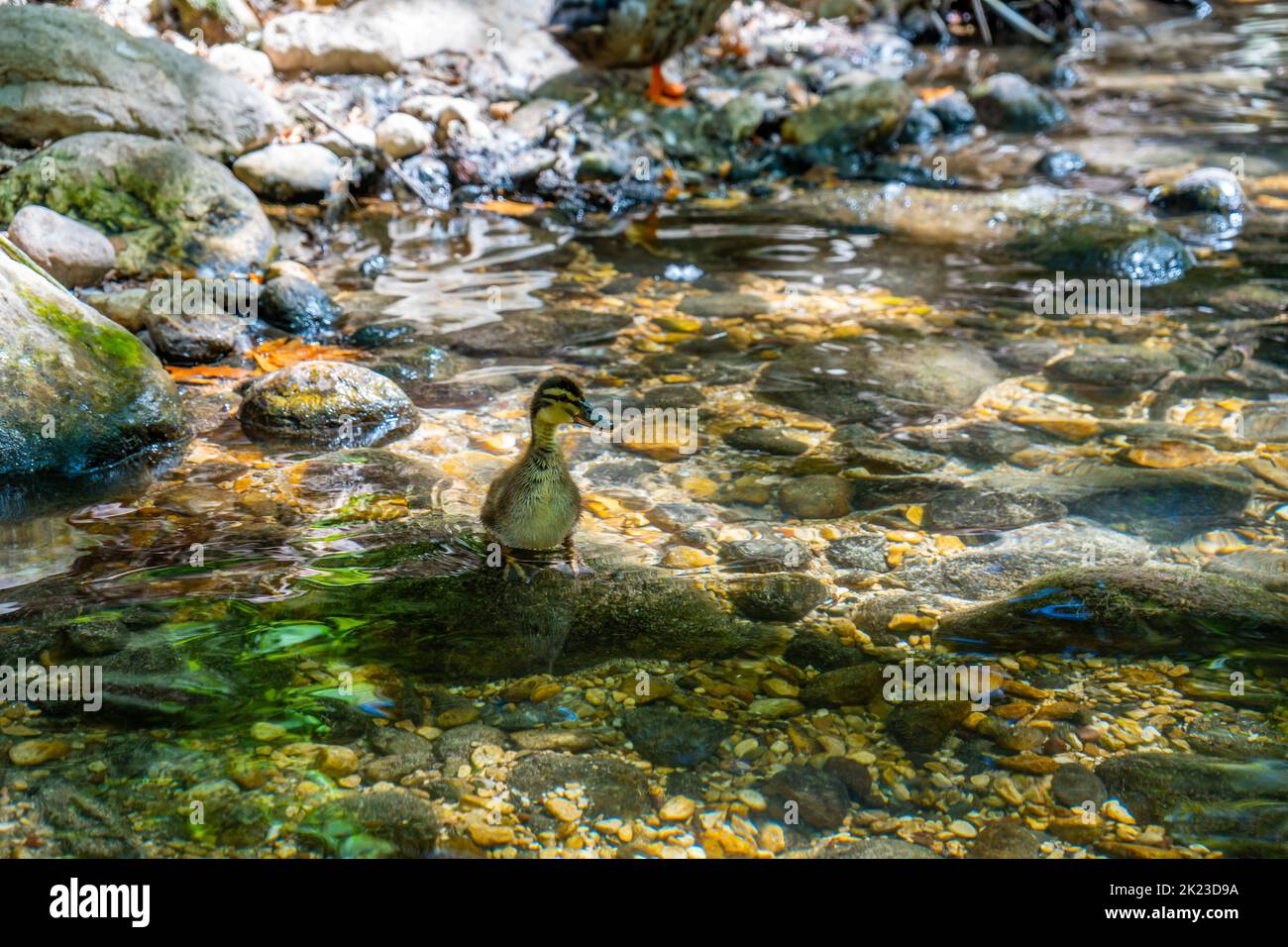 Duck in Tropic restaurants on the river. Places on the river with ...