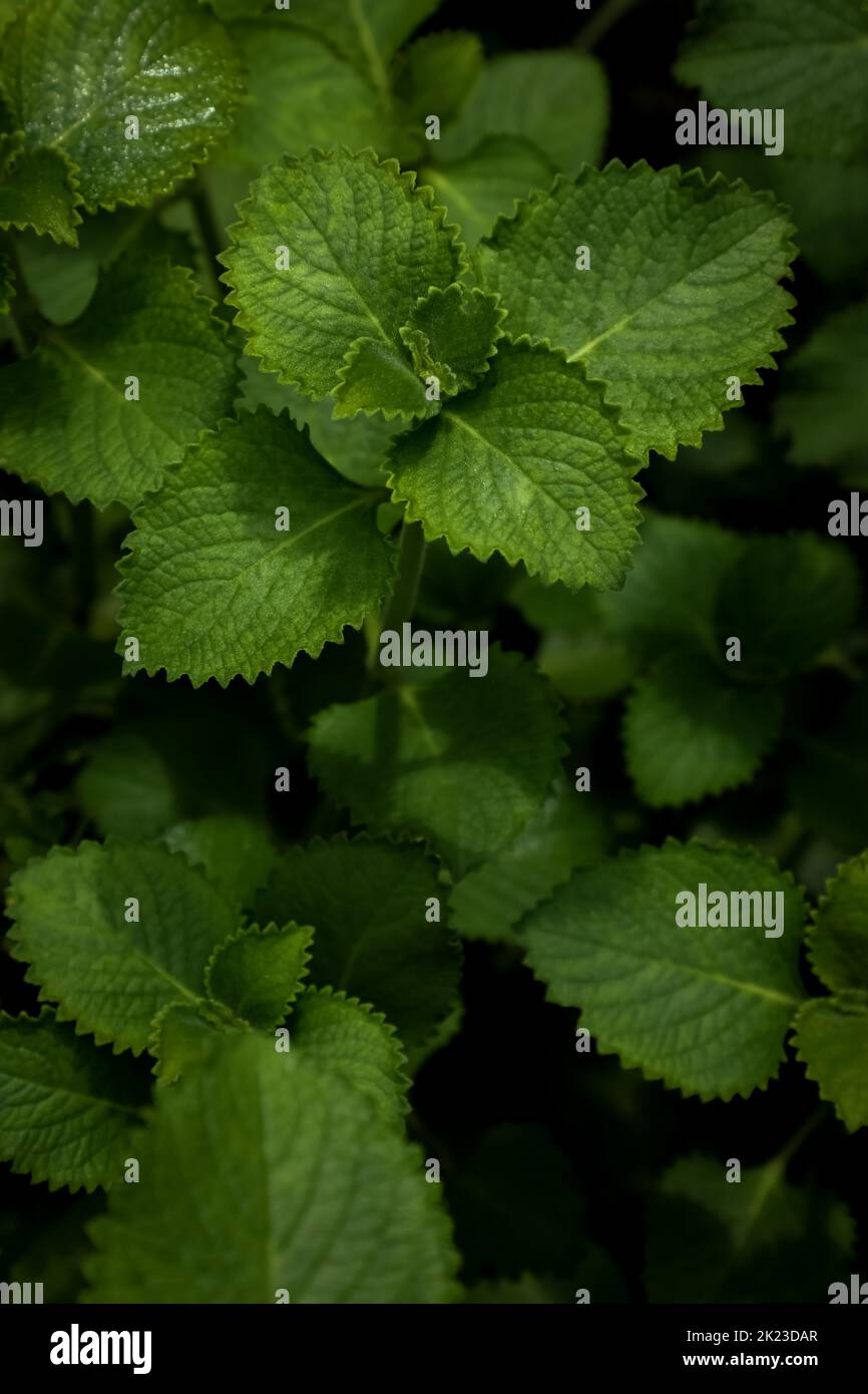 Beautiful green color fresh Ajwain aromatic herbal plant leaves top ...