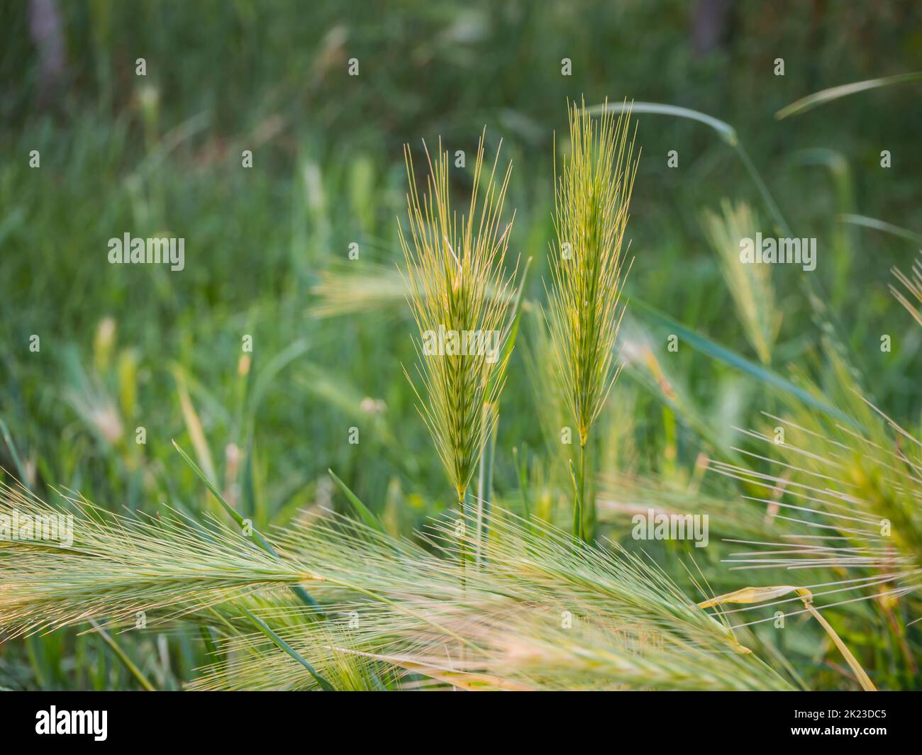 Common barley (Hordeum vulgare L.) - a species of plant in the family ...
