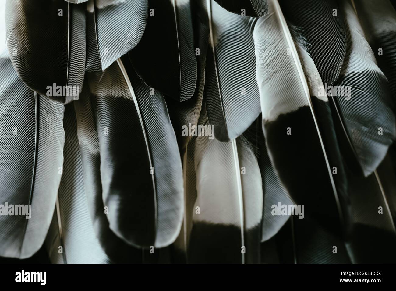 Beautiful black and white color dark modern bird feathers seamless ...