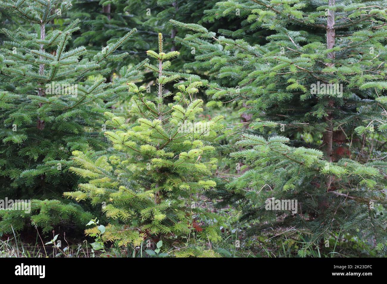 young Fir tree in a Nursery Stock Photo - Alamy