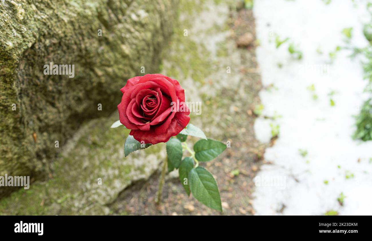 Close-up artificial red rose with moist petals. Red rose on a blurry ...