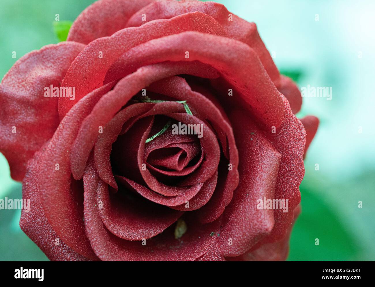 Close-up artificial red rose with moist petals. Red rose on a blurry ...