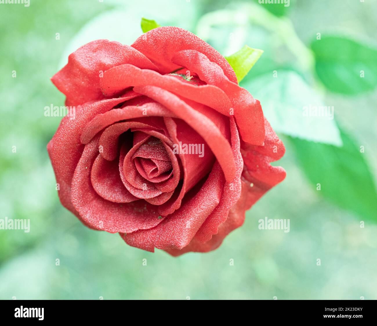 Close-up artificial red rose with moist petals. Red rose on a blurry ...