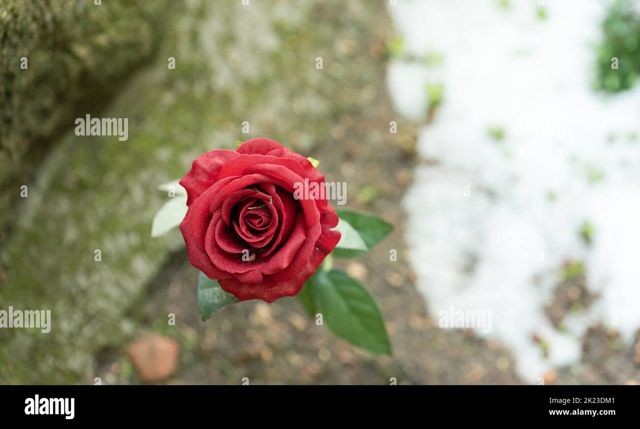 Close-up artificial red rose with moist petals. Red rose on a blurry ...