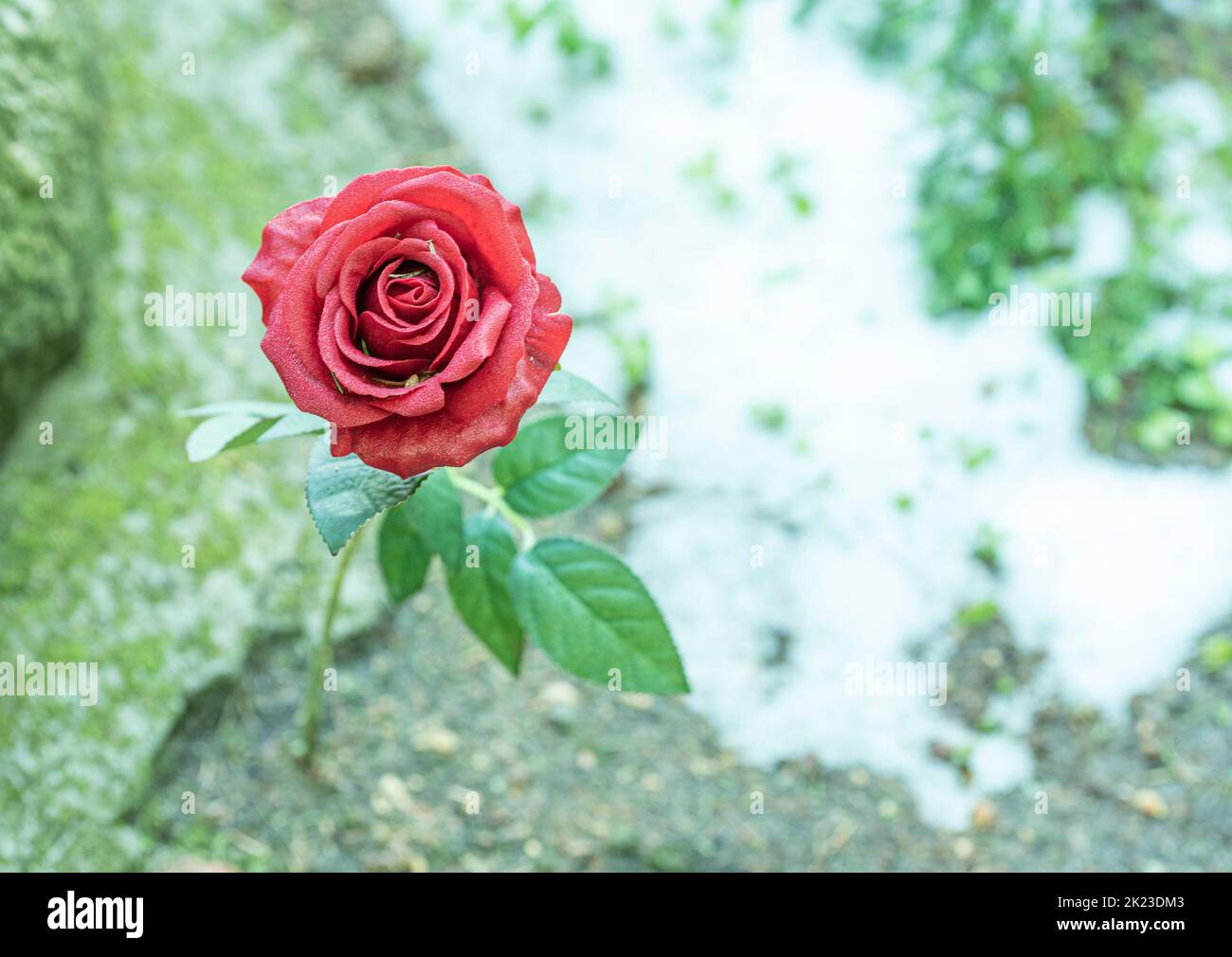 Close-up artificial red rose with moist petals. Red rose on a blurry ...