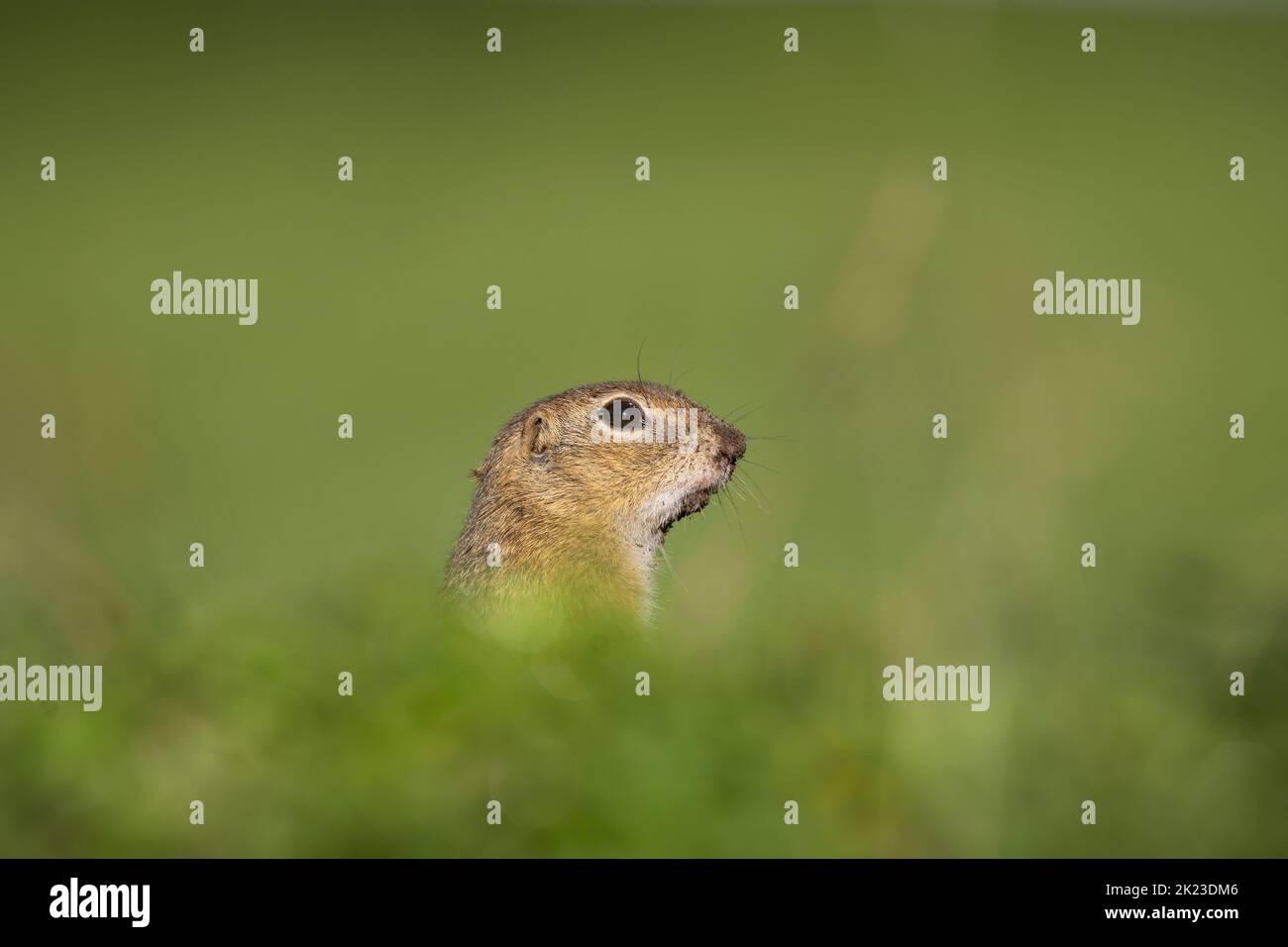 European ground squirrel moving on the meadow. Skillful squirrels. European wildlife nature ...