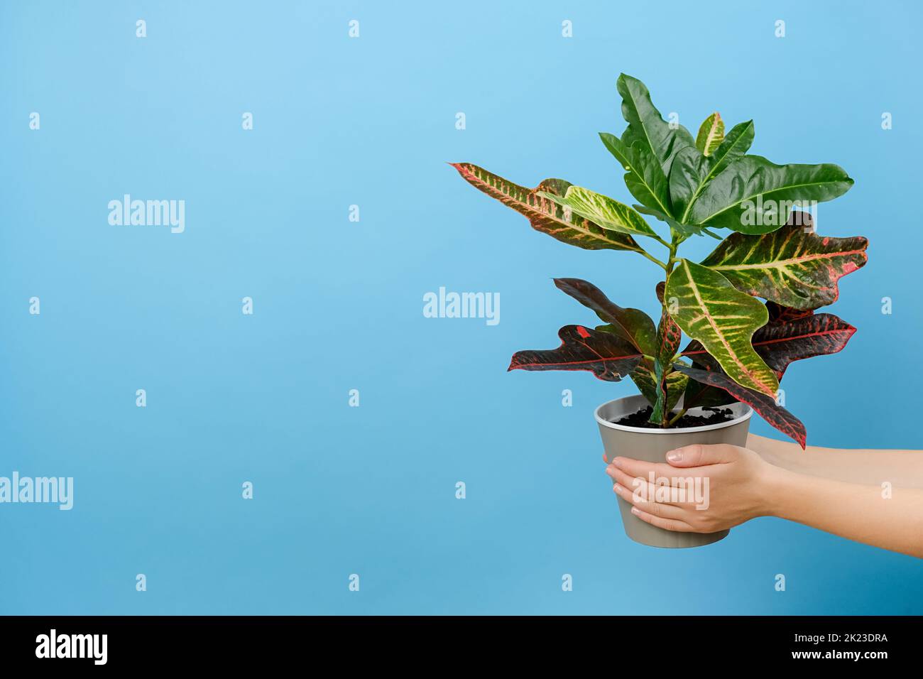 Female hands holding houseplant hi-res stock photography and images - Alamy
