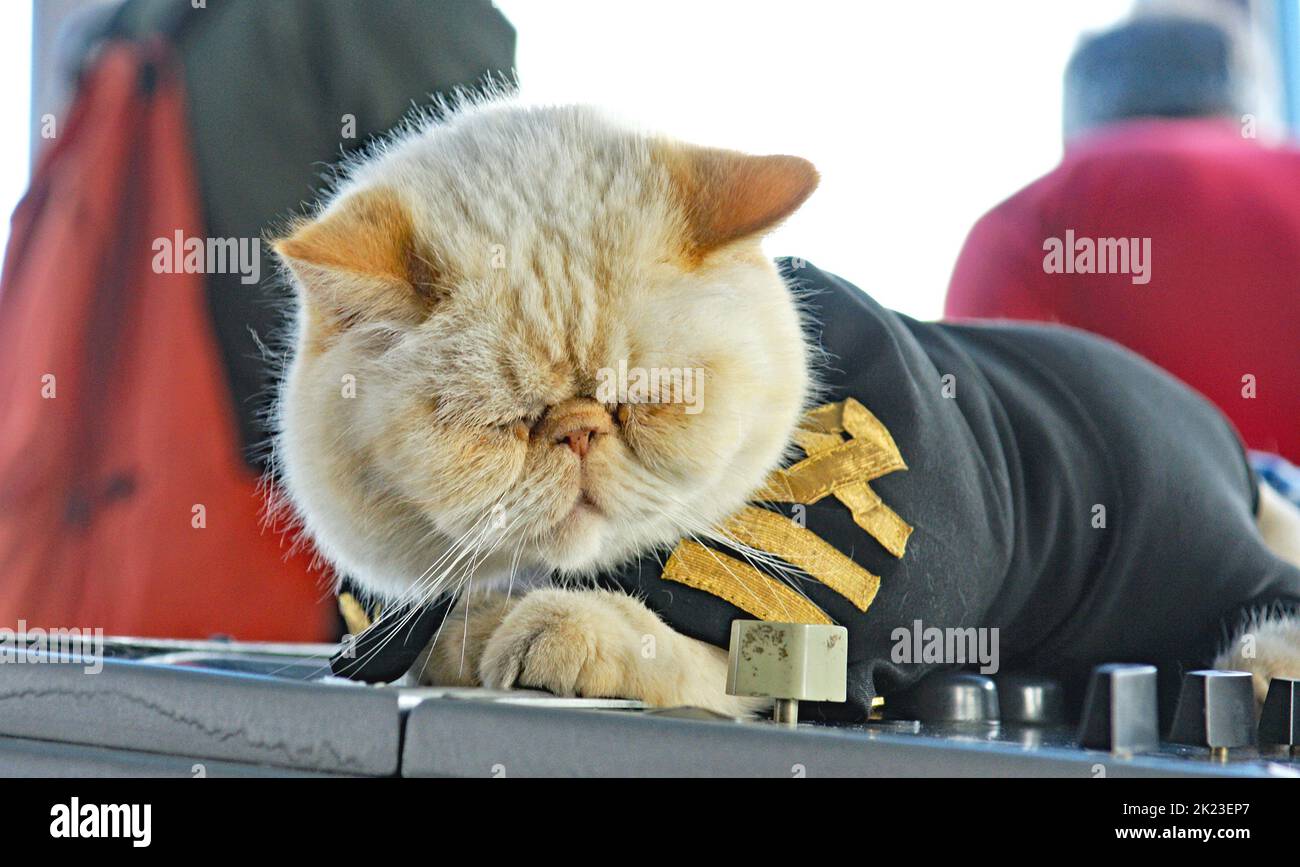 Captain's cat of a ship in the cockpit, Russian Federation Stock Photo ...