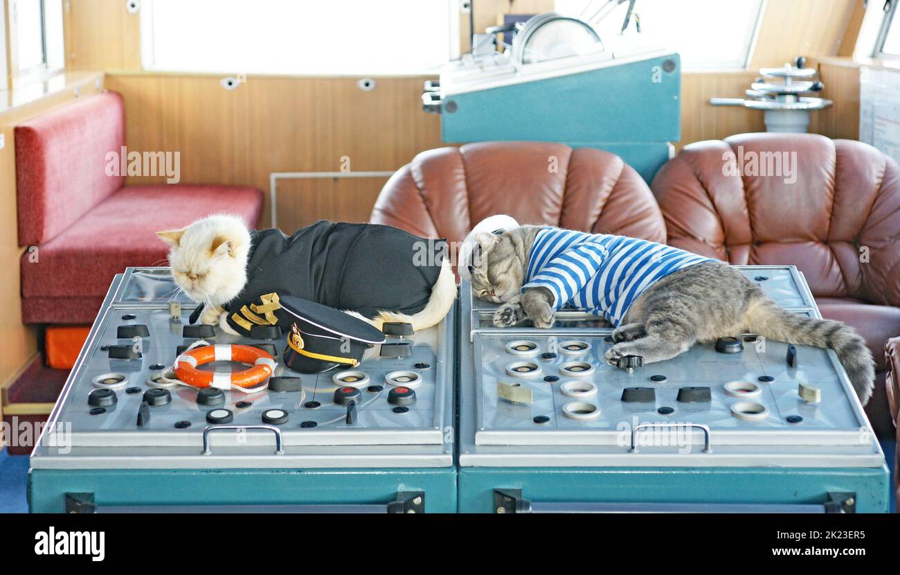 Captain's cat of a ship in the cockpit, Russian Federation Stock Photo ...