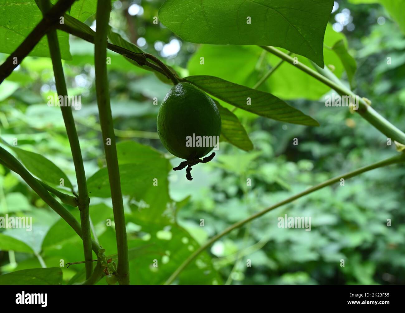 Immature tropical evergreen hi-res stock photography and images - Alamy