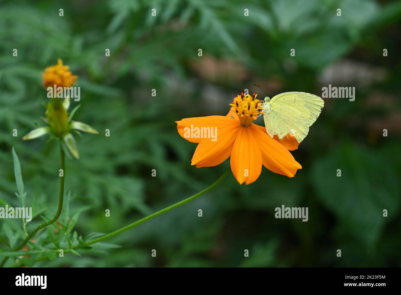 A broken winged one spot grass yellow butterfly collecting nectar from ...