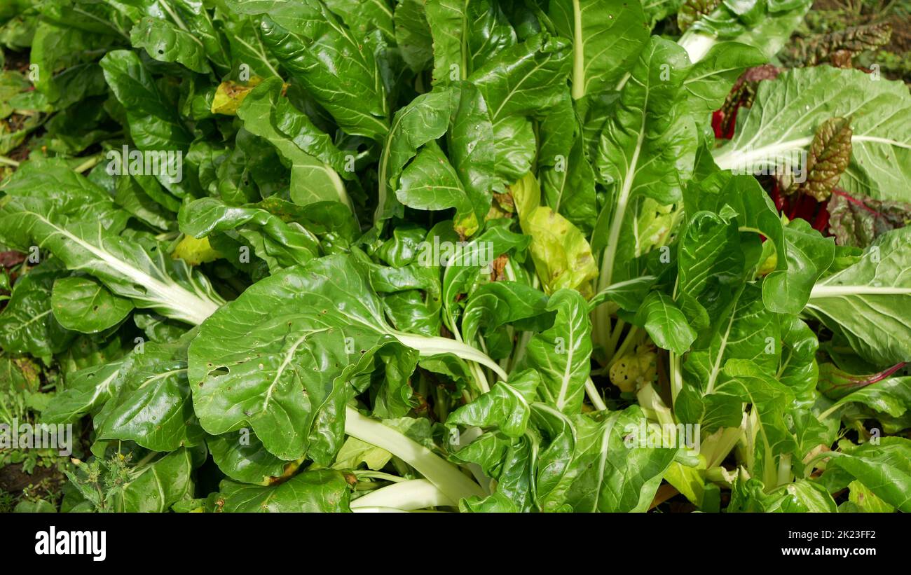 Chard green white silver swiss bio leaves large Beta vulgaris garden ...